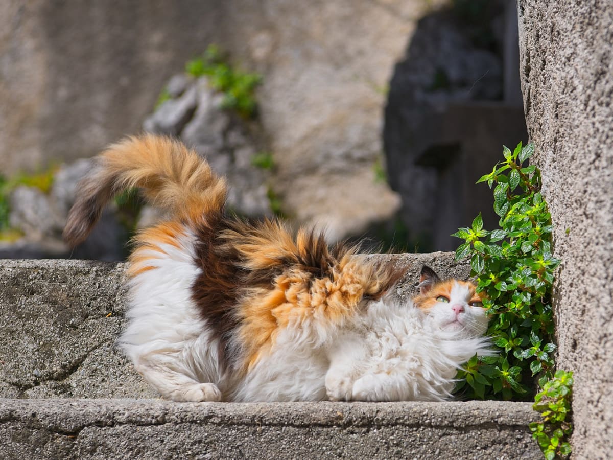 Τι Ειναι Το Catnip Και Τι Προκαλεί Στις Γάτες;